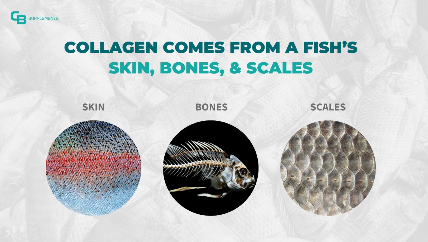 What is Marine Collagen? A Guide to Types, Benefits, Sources